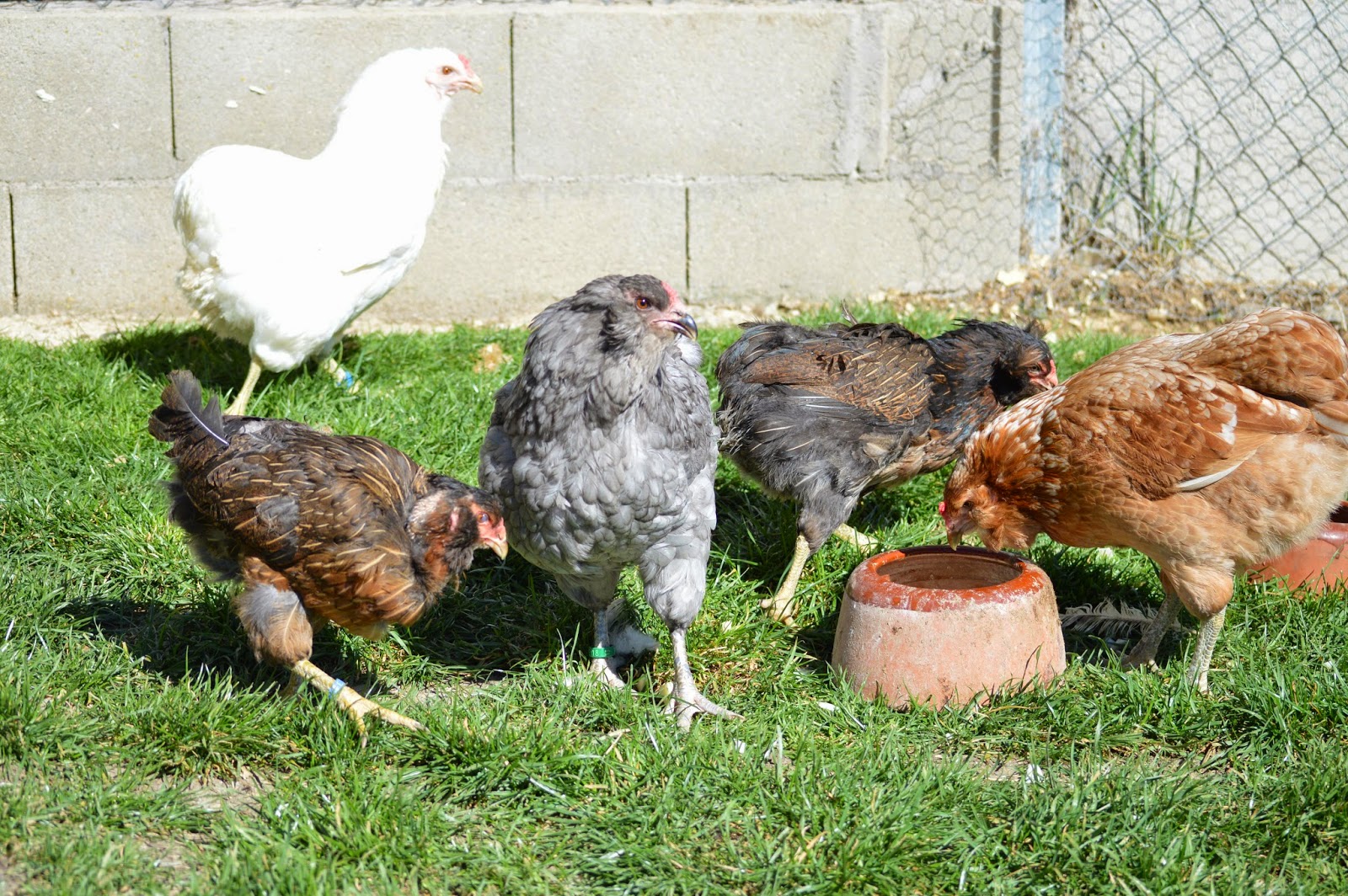 Las Gallinas de Carlos.: Nuestras gallinas.