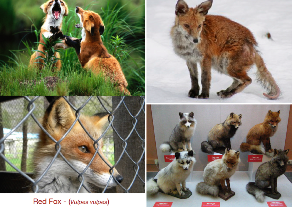 Animal of the Week: Foxes