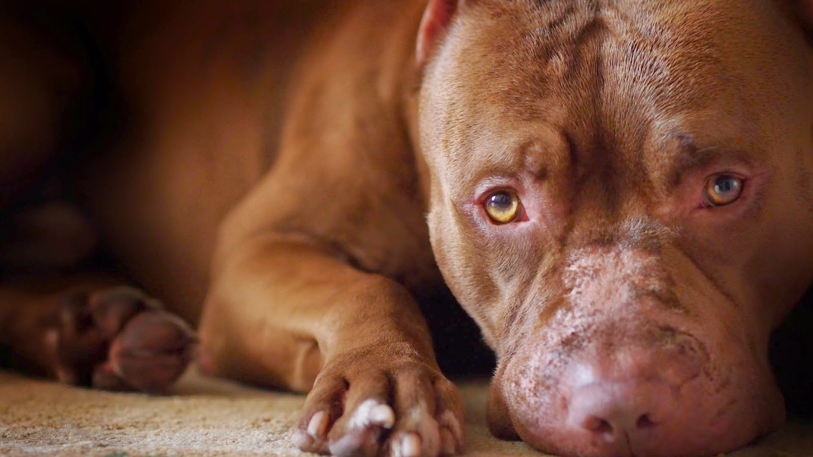 Rules of the Jungle: Dog Wallpapers Part 3