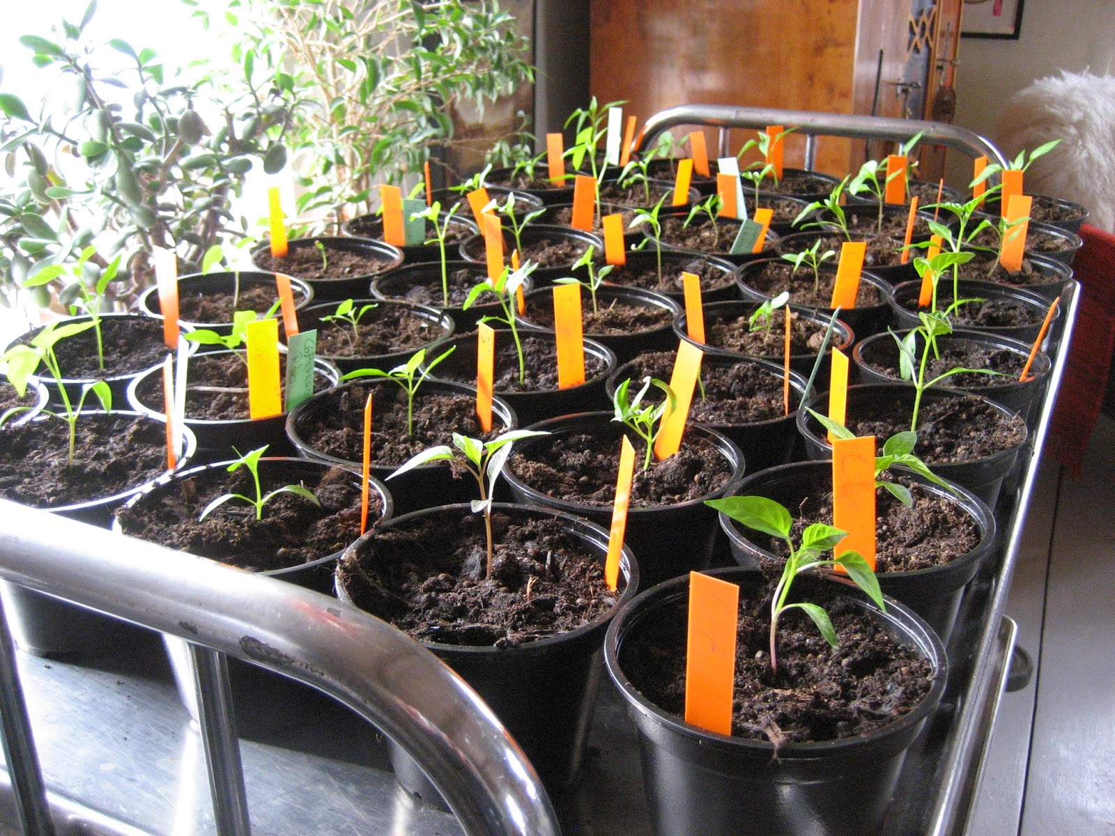 Livet på höjden: Omskolning, plantering och värme i växthuset.