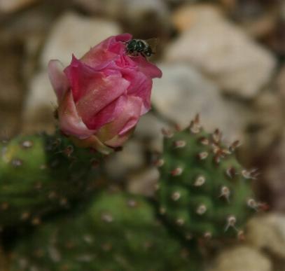 Hoot Owl Hollow: More Cactus