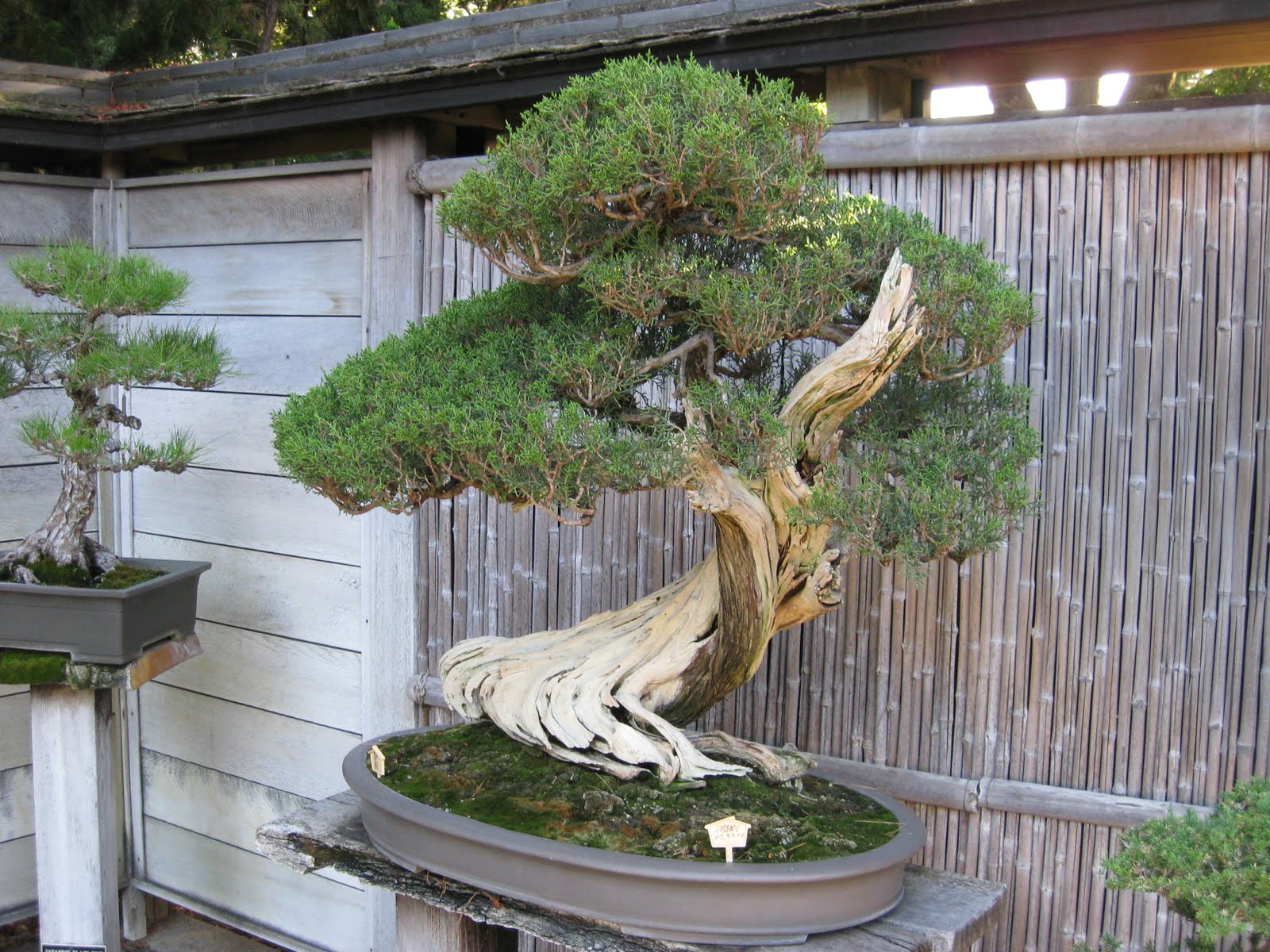 Master Gardener Volunteer Program: Rock Prairie Association: Bonsai Basics