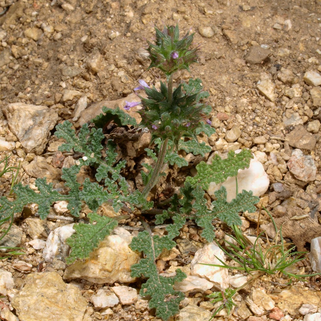 Your Daily Dose of Sabino Canyon: Dr. Seuss Plant