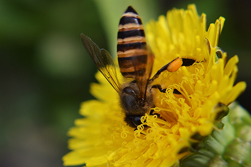 Lebah madu Apis Cerana | My Macro World