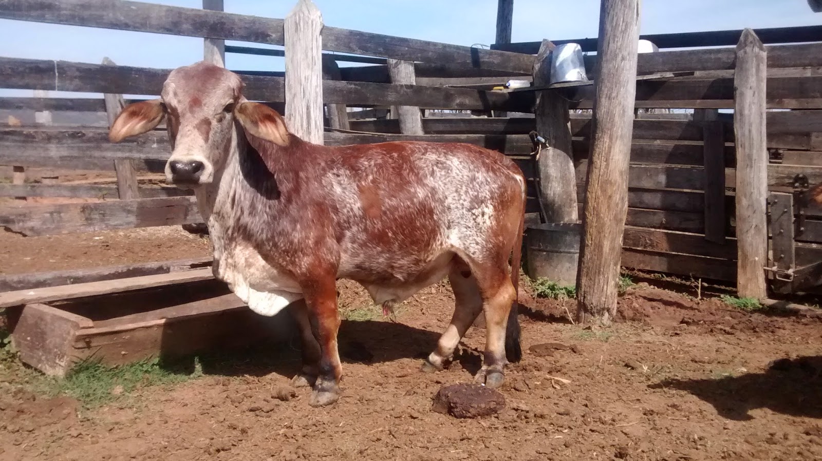 SÍTIO MORADA DAS AVES: Mini Touros Reprodutores