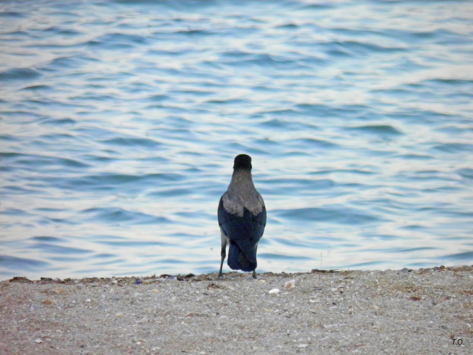 PASARI DIN ROMANIA: CIOARA GRIVA, Corvus cornix