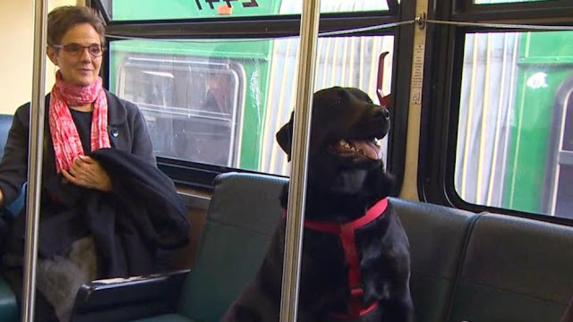No Lost Dogs: Seattle Lab Takes Bus By Herself to Dog-Park