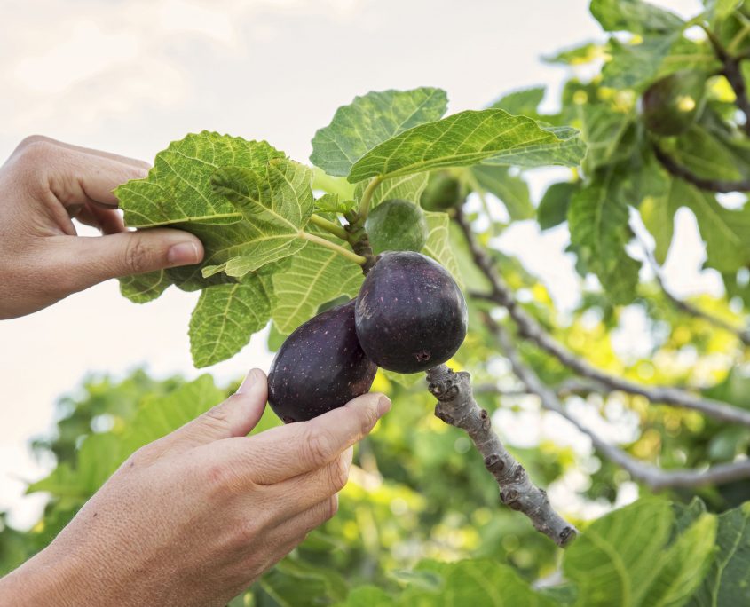 HOLIDAYS AROUND ALICANTE AND ELCHE BLOG: “BREVAS” AND FIGS, A ...