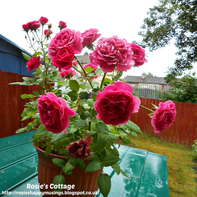 Rosie's Cottage: A Happy New Home For Our Beautiful Miniature Roses