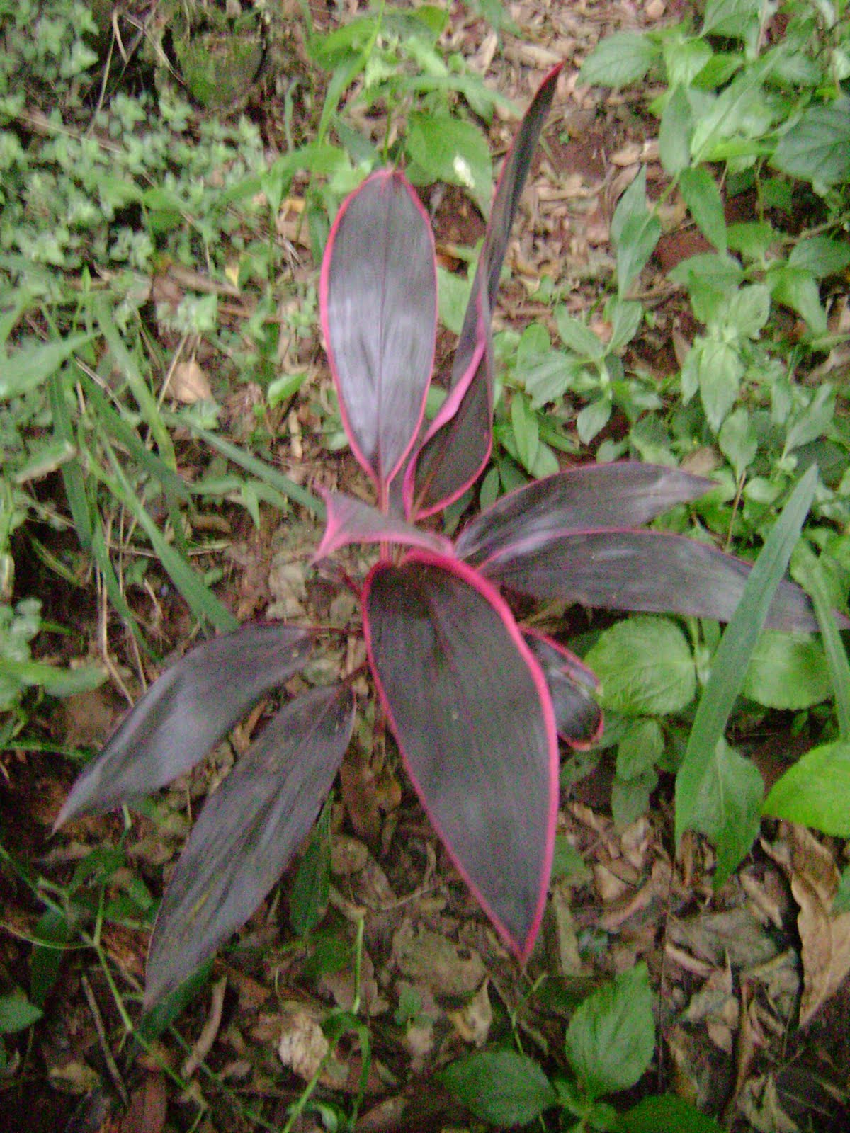 Folha de Orixá - Ewé Orisa: Peregum....