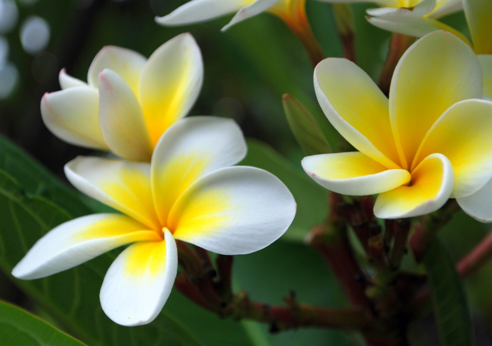 Prima Fleur Botanicals: Prima Fleur Absolute: FRANGIPANI