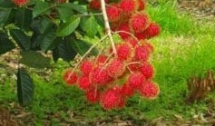 Berbagai Jenis Rambutan Di Indonesia - adenalfi: Info Dan Lingkungan