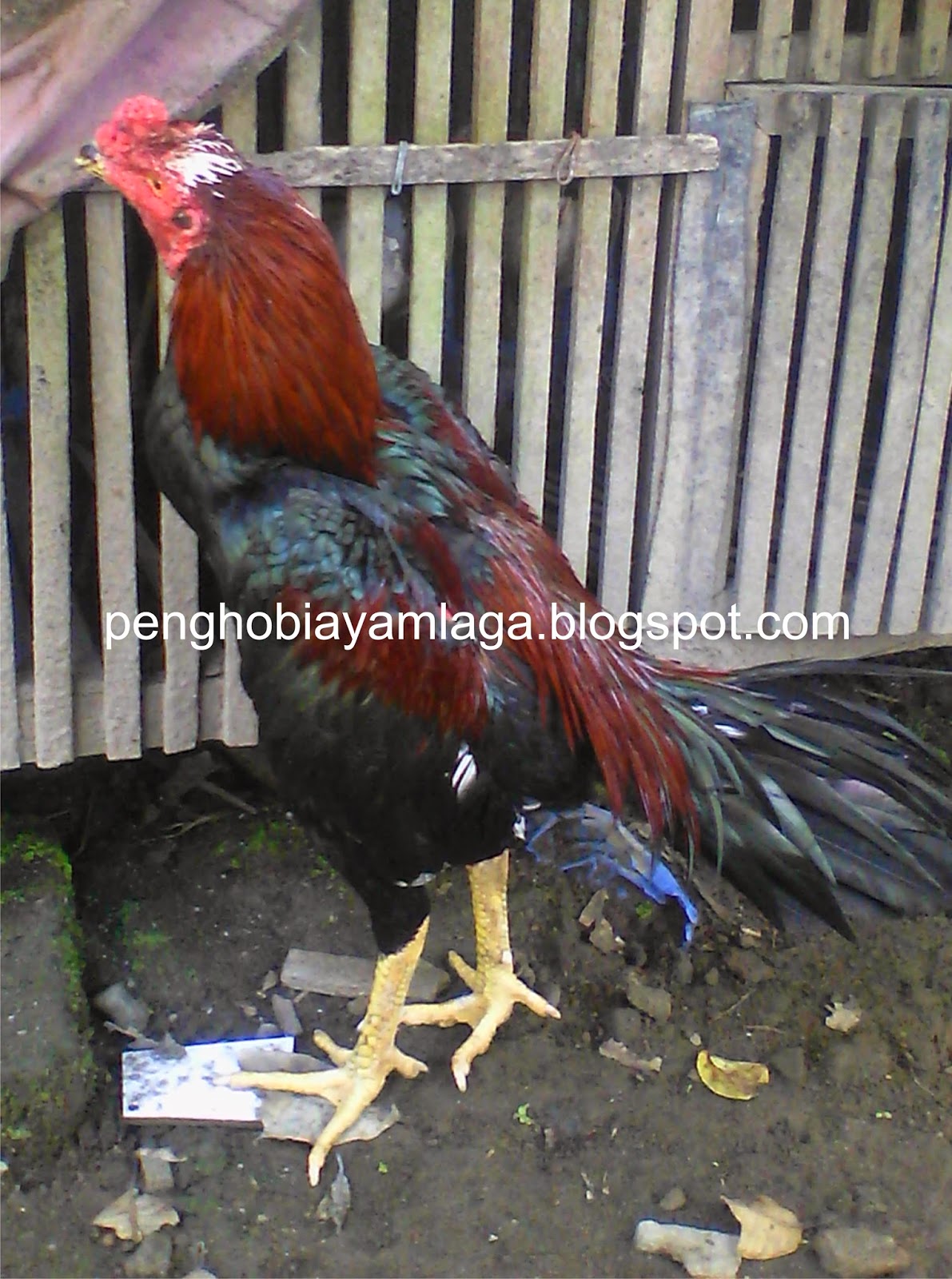 Cara Perawatan Ayam Aduan Agar Tumbuh Besar ~ Hobi Ayam