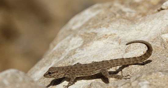 La Ciencia es cultura: Un lagarto que ocultaba 14 especies diferentes