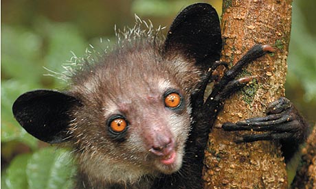 aye aye : tout sur ce petit animal de Madagascar: Une courte ...