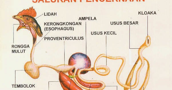 Sistem Pencernaan Pada Aves - Biologi Edukasi: Belajar Sains Biologi