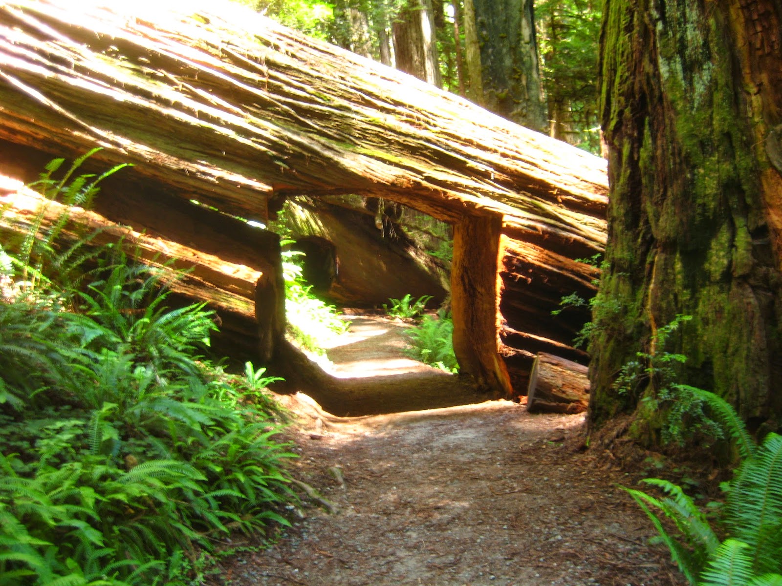 Glenn & Carol's Hiking Adventures: Big Tree Loop Trail