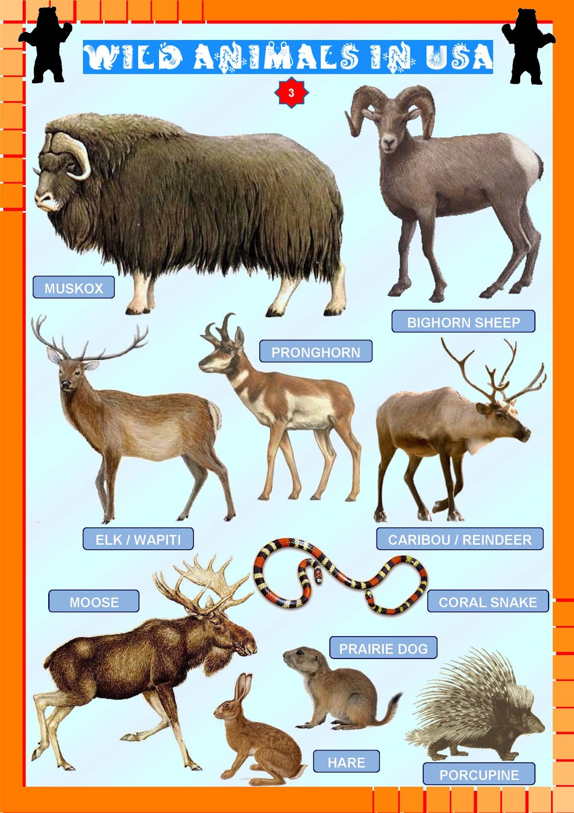 BILINGUAL AL-YUSSANA: WILD ANIMALS IN USA