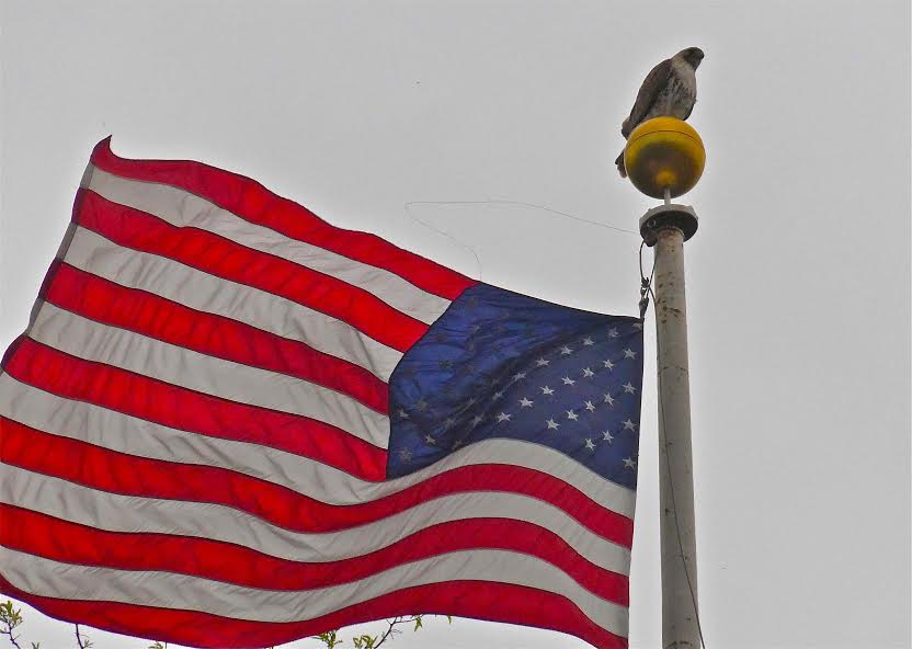 EV Grieve: Flags of our red-tailed hawks