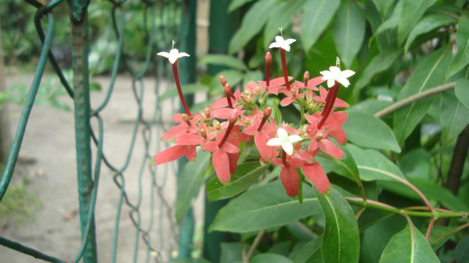 Photography with Dr. Ernie.: Flowers: rubia flower