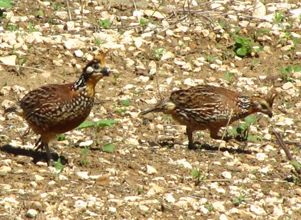 Hiking Curaçao - Flora and Fauna: Sloké - Kwartel - Quail