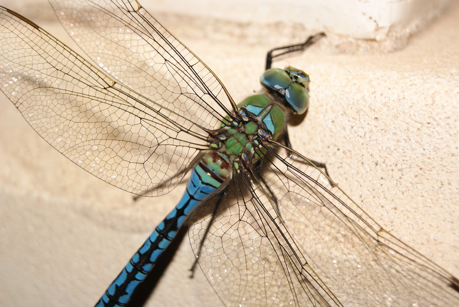 EL MUNDO DE YUYU: Libélula Azul Anax Imperator