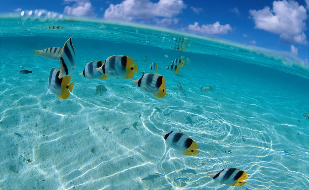 DESCUBRIENDO NUESTRO INTERIOR: De lagos, peces y orillas...