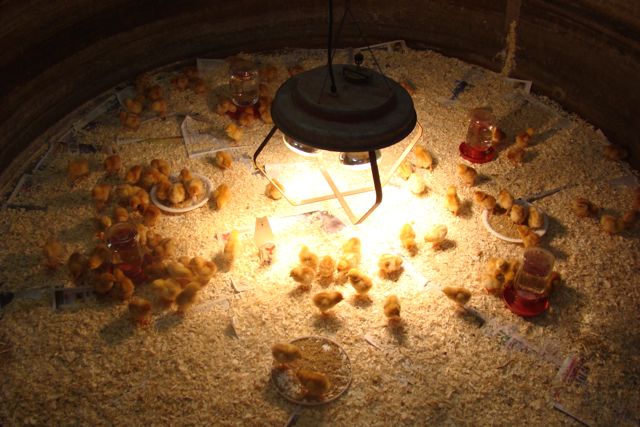 Morning Joy Farm: How to Build an Ohio Brooder