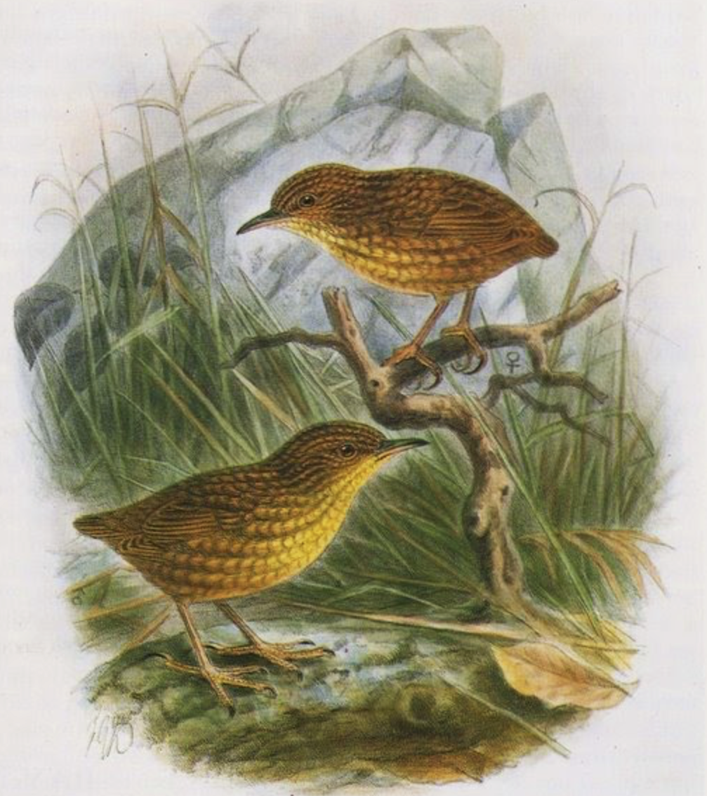 Zoology Jottings: Stephens Island: Lyall’s Wren—Scientific Pride and ...