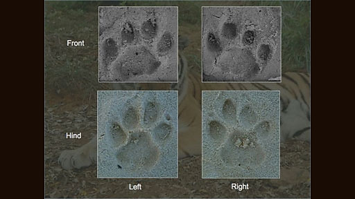 Biodiversity Science: Footprints