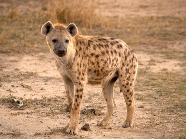 Hyenas | Wild Animal Facts & Photographs | The Wildlife