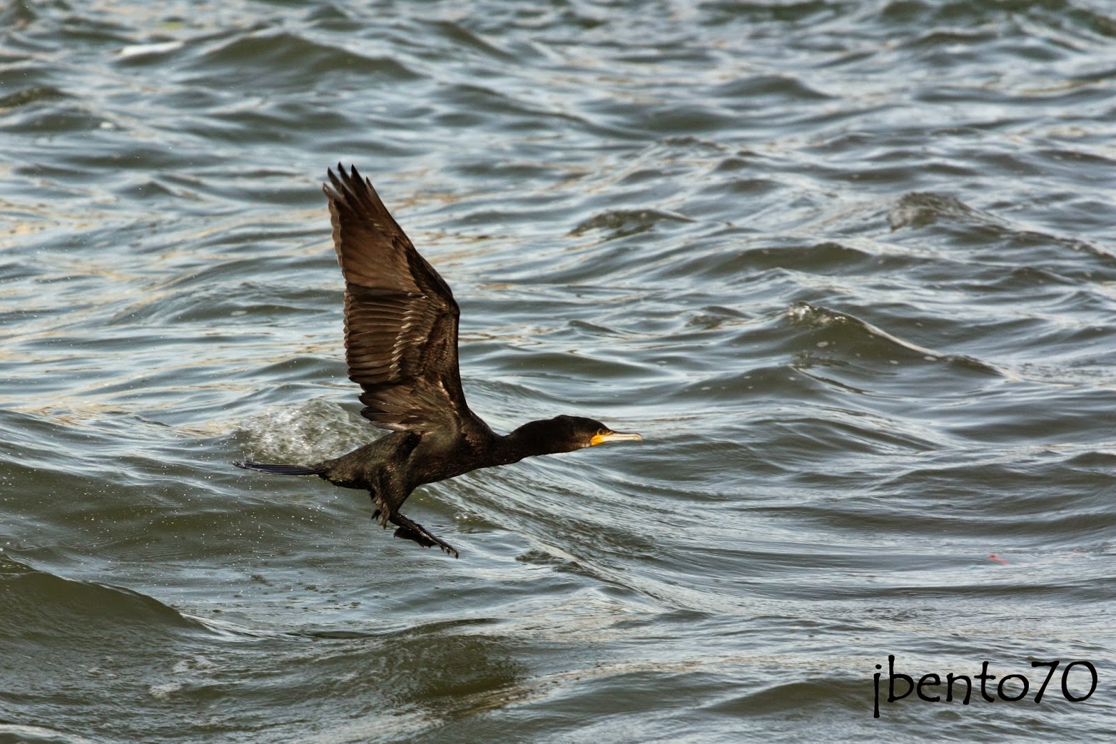 Birding Cascais: Corvo-marinho-comum /Great Cormorant (Phalacrocorax ...