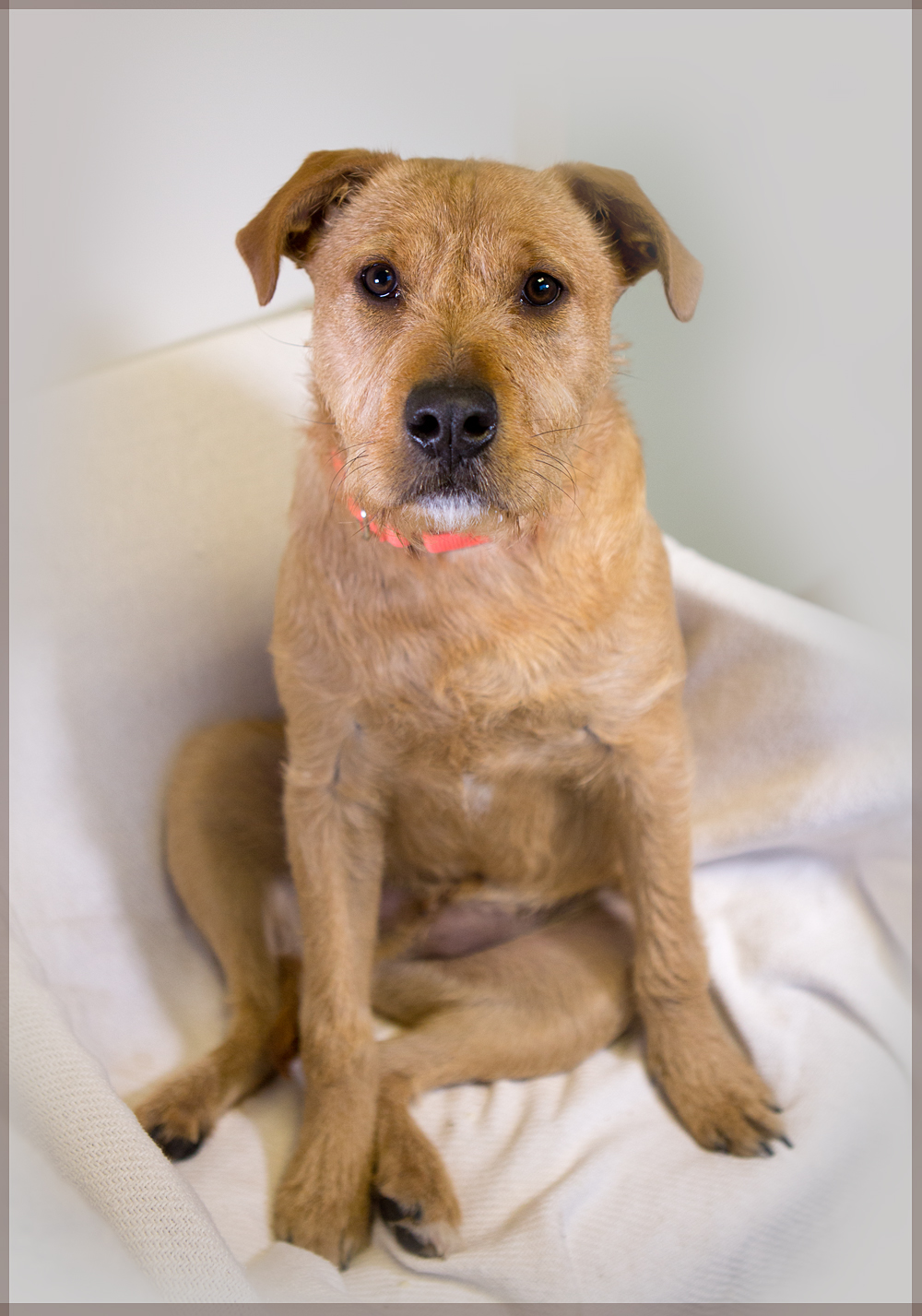 Shelter Dogs of Portland: "KUBO" adorable mid size Terrier mix