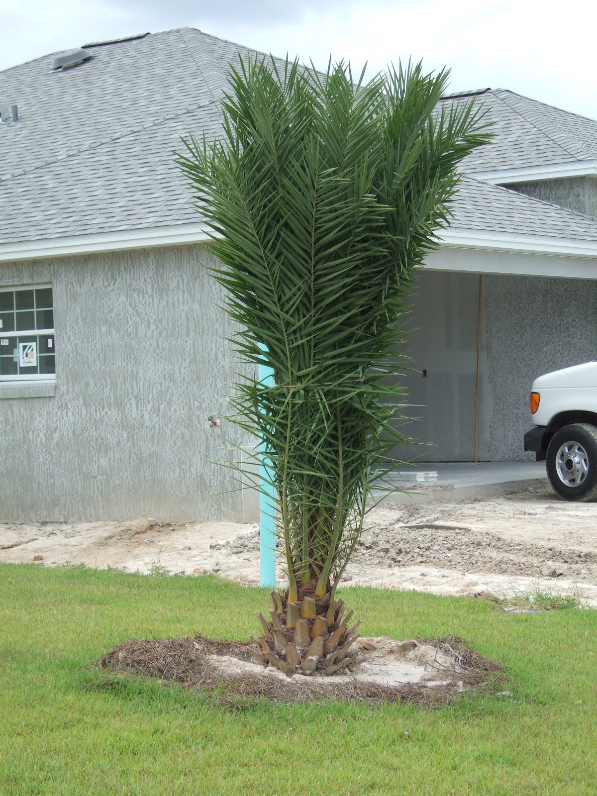 Flourishing Palms: It's a Beautiful, Bustling Day