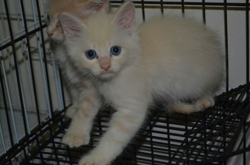 Meow Meow's Land: Kittens for Sale (Mixed Breed - tabby/himalayan) *SOLD
