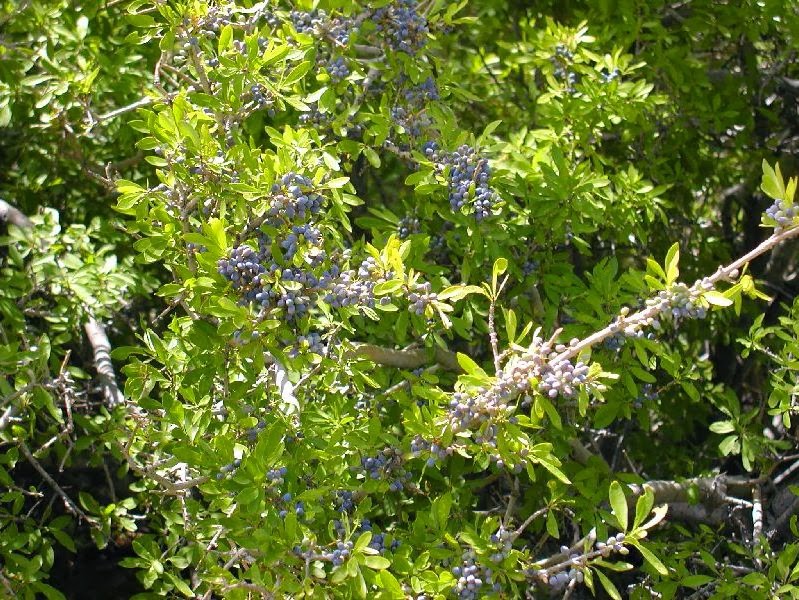 Future Plants by Randy Stewart: Forestiera