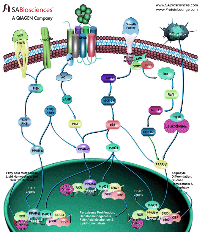 Жировые метаболические сенсоры: рецепторы, активируемые пероксисомными ...