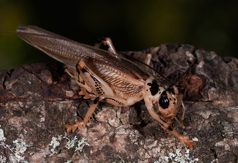 Real Monstrosities: Leaf-rolling Cricket