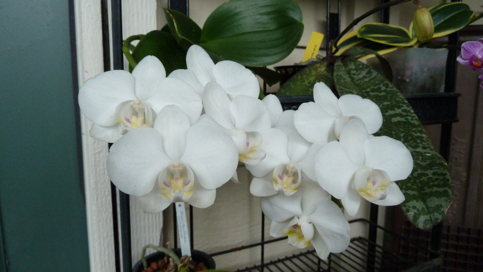 Hooray! Plants!: Phalaenopsis Spiketacular: The Finale