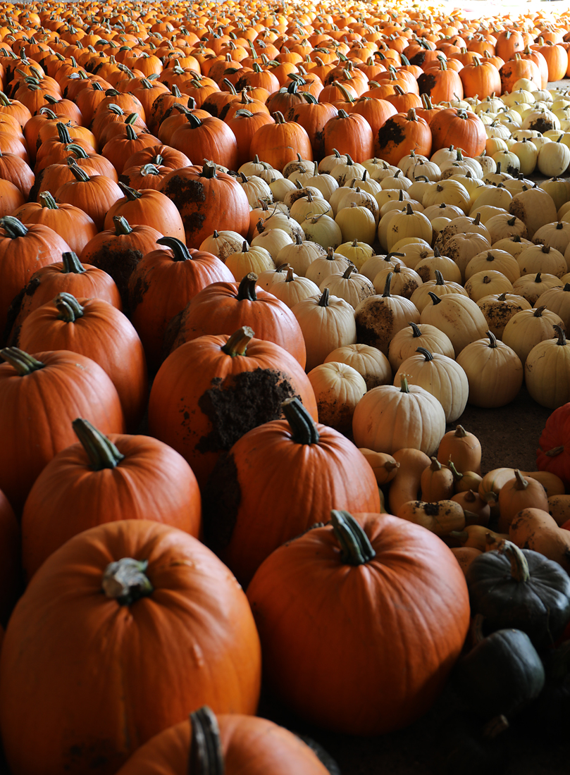 Pumpkin Perfection | Janice Issitt Life and Style
