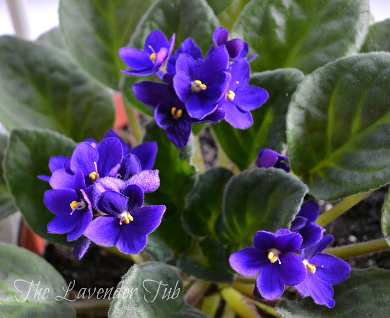 The Lavender Tub: Propagating African Violets