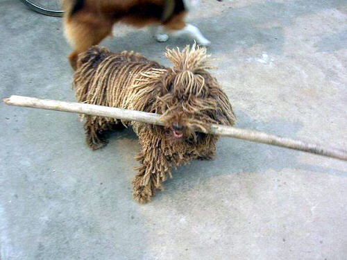 Farandula Digital ├: ¿Curioso perro o trapeador sucio?