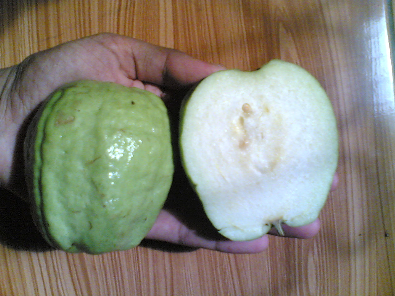 Jual Tanaman Buah : Jambu Biji Kristal