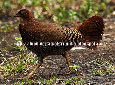 Biodiversity of Sri Lanka: වලිකුකුලා[Wali-Kukula]/Sri Lanka Junglefowl ...