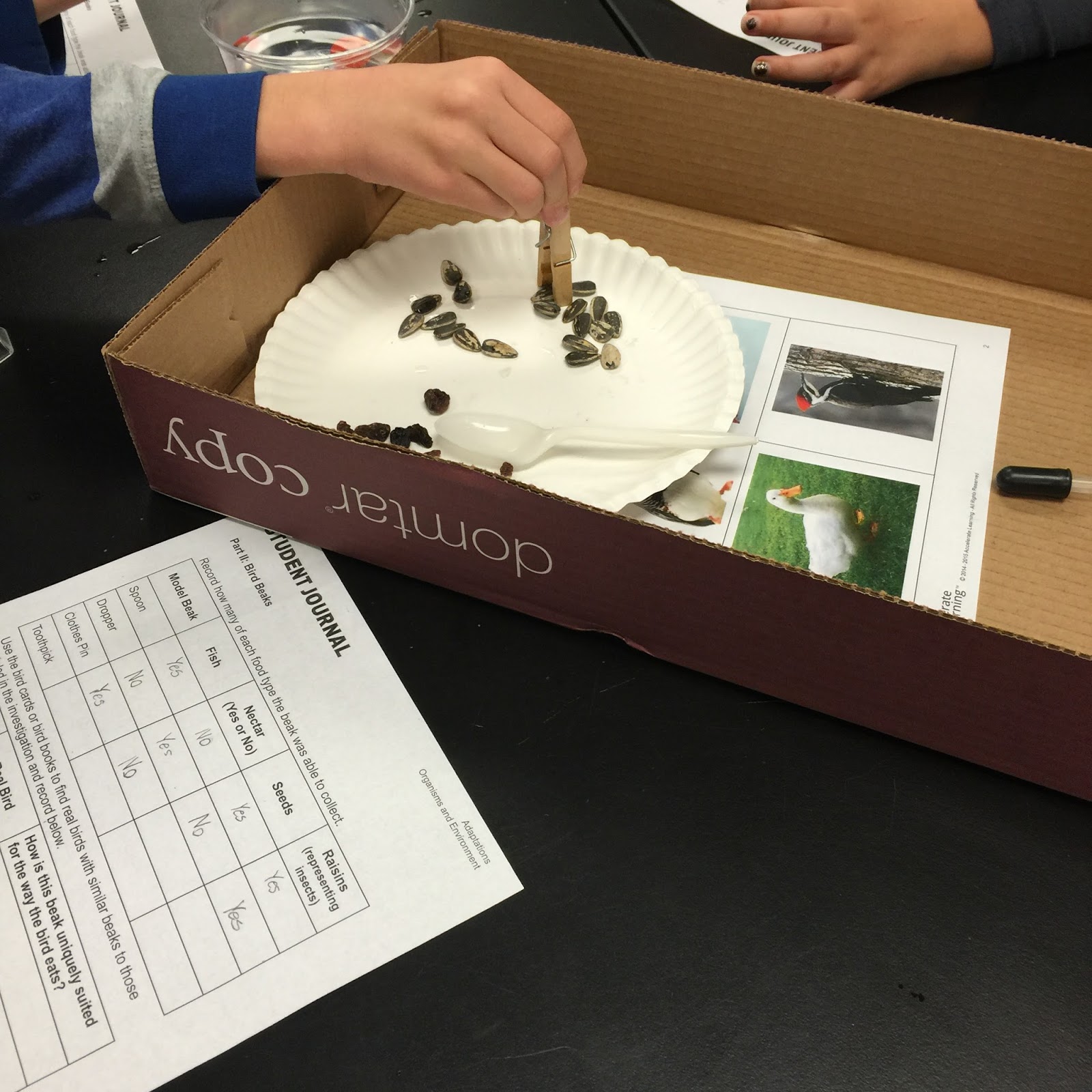 The 4th Grade May-niacs: Plant and Animal Adaptations