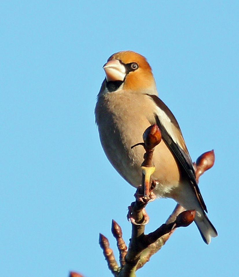 MONTGOMERYSHIRE BIRDS: Powis Park
