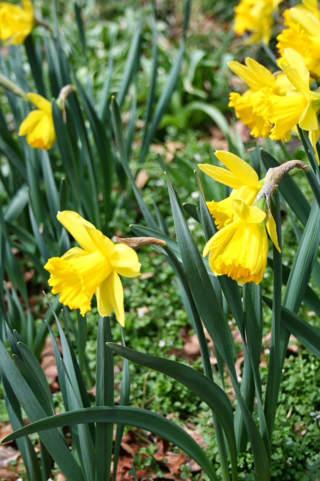 A Virginia Homestead: A host of golden daffodils