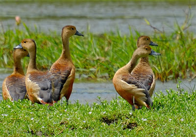 Travel Srilanka - The Wonder of Asia