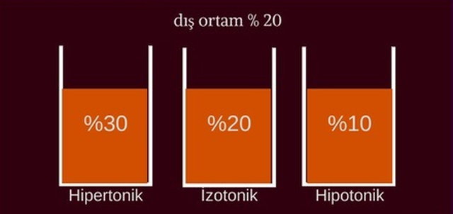 Hipertonik Nedir? Hipertonik Çözelti Ne Demektir? - Guney59 Paylaşım