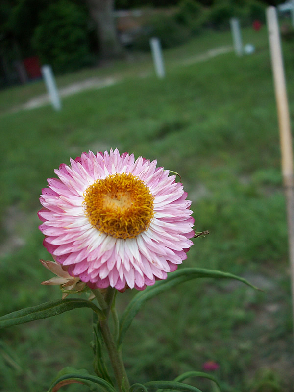 *Our Country Home...: Everlasting Flower